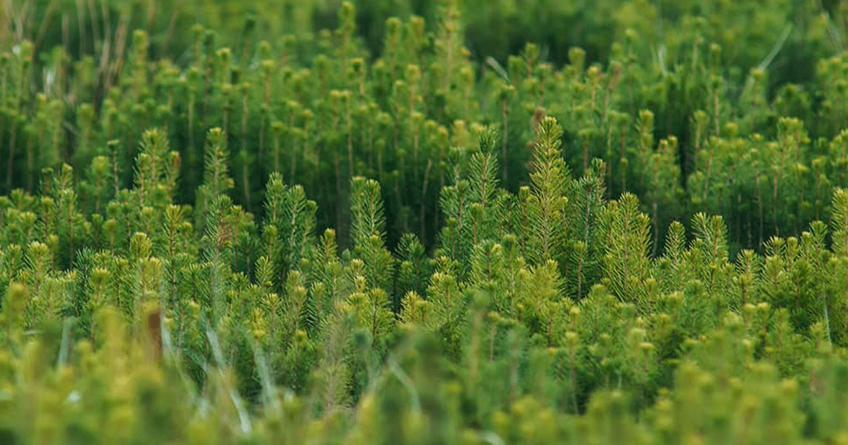 Tree Seedling and Transplant Price List | Hensler Nursery, Inc.